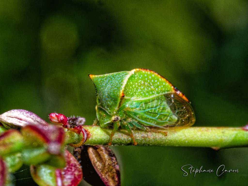 Buffalo Treehopper from 76350 Oissel, France on August 20, 2023 at 07: ...
