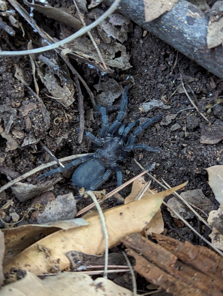 Middle East Black Tarantula from Haifa, Israel on August 20, 2023 at 05 ...