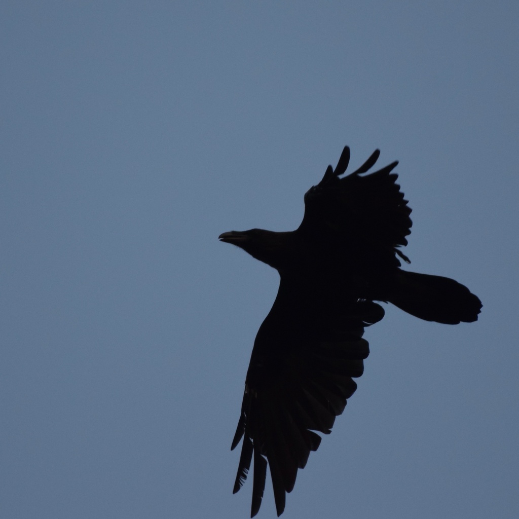 Common Raven from Kuzma Rd, West Sunbury, PA, US on August 20, 2023 at ...