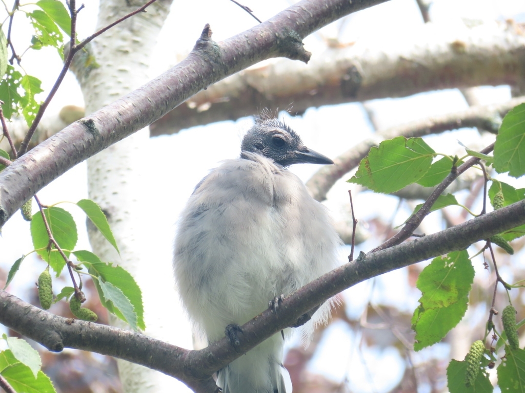 Blue Jay from Port Elgin, ON N0H 2C4, Canada on August 20, 2023 at 06: ...
