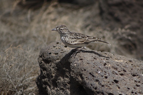 Raso Skylark (Alauda razae) · iNaturalist United Kingdom