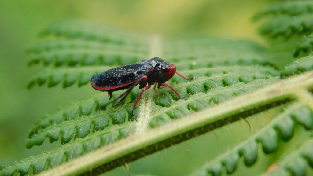 Paracatua decastroi (Biota de Itaca (RNSC), Gachantivá, Boyacá ...