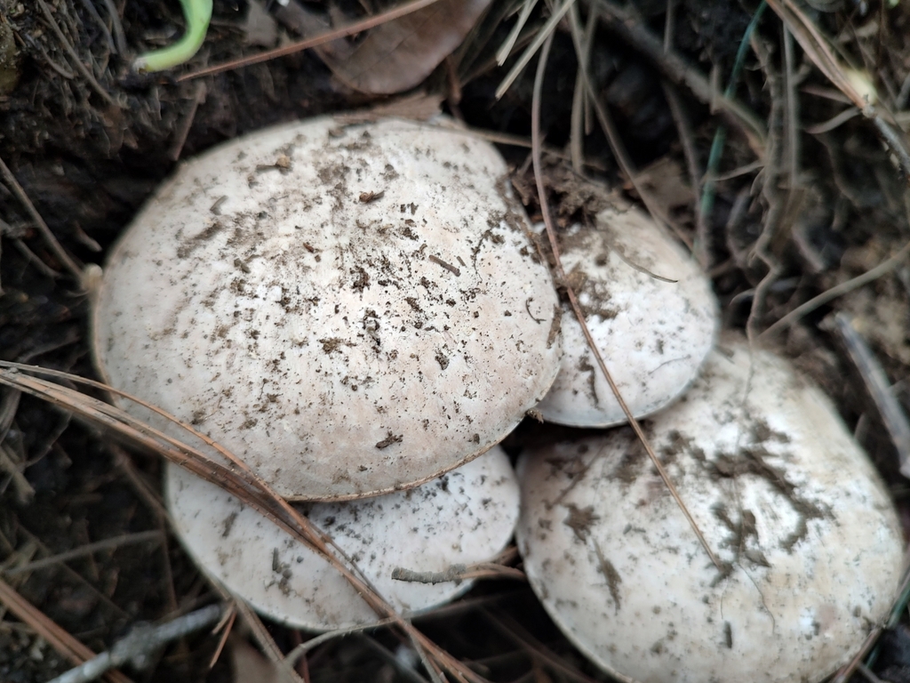 Blushing Wood Mushroom from 10926 CDMX, México on August 20, 2023 at 01 ...
