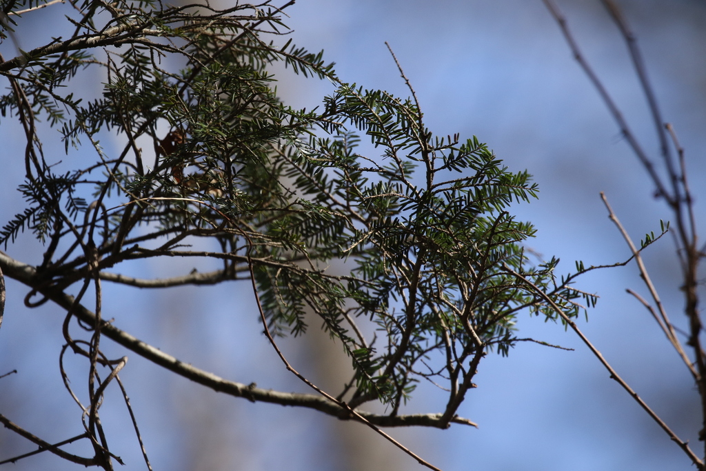 eastern hemlock from Bath County, VA, USA on February 09, 2019 at 04:44 ...