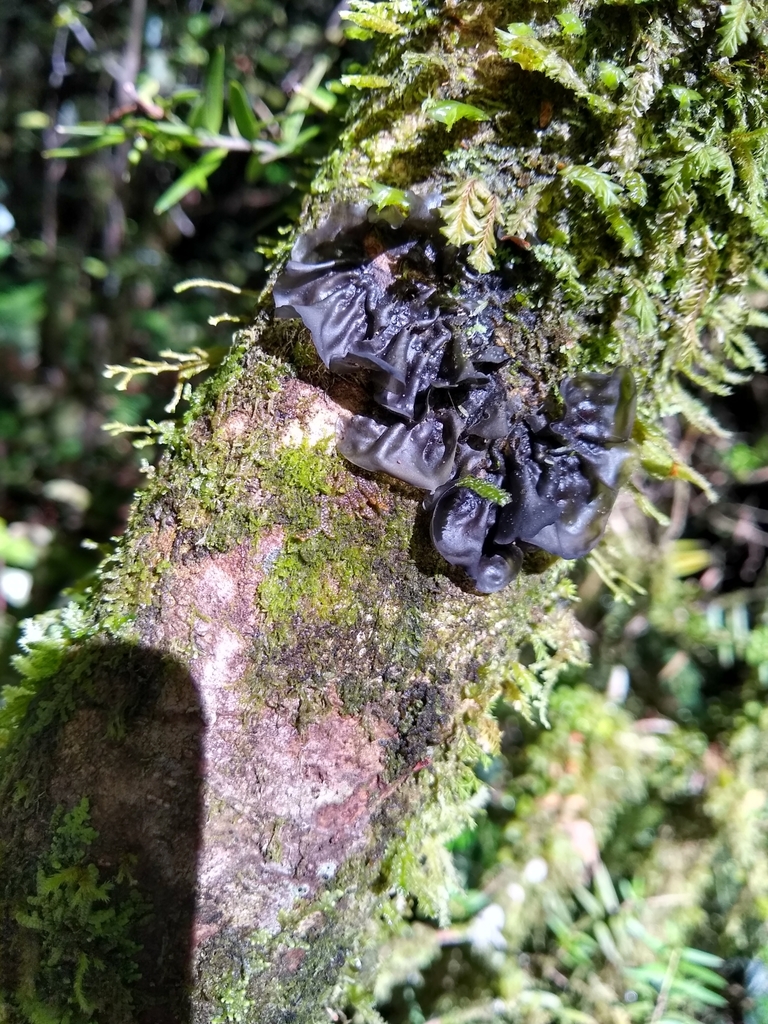 Exidia from 9382, New Zealand on January 24, 2019 at 10:36 AM by ...