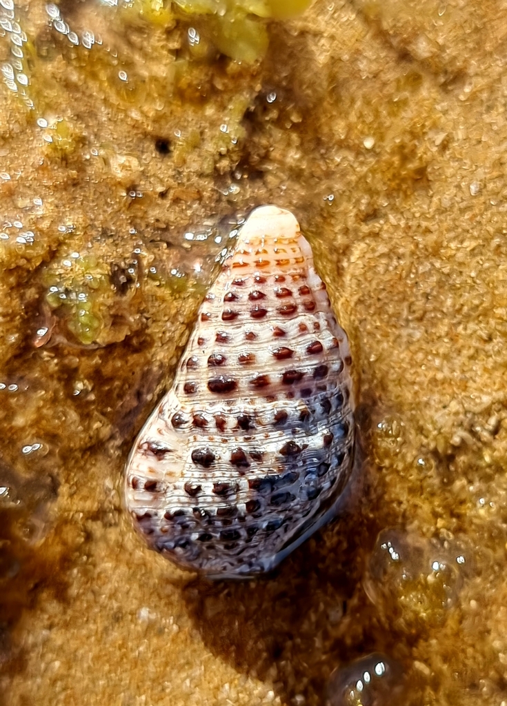 Clypeomorus from Mcgregor St After Crawford St, Port Hedland WA 6721 ...