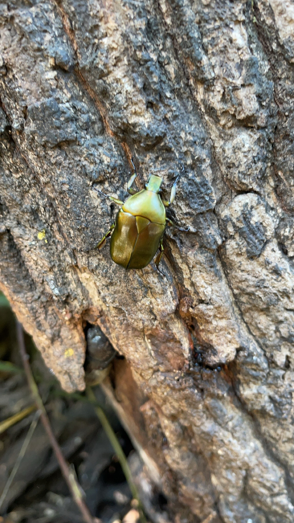 Japanese Drone Beetle from Ukyo, Kyoto on August 20, 2023 at 08:54 AM ...