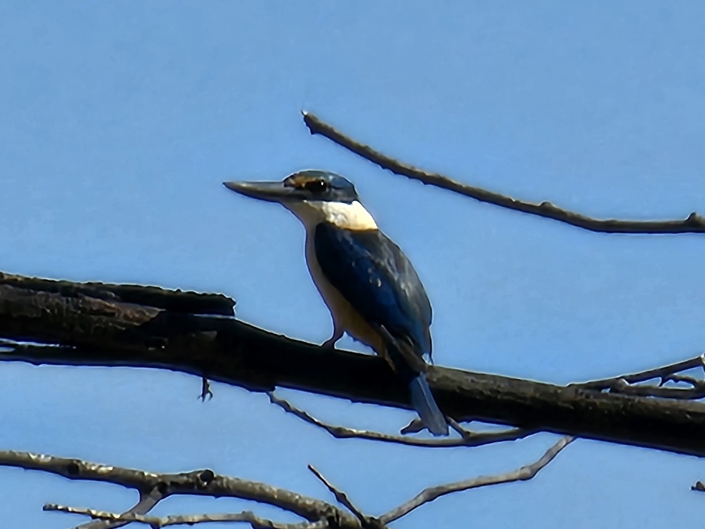 Australo-Pacific Kingfishers from Bundaberg, QLD, Australia on August ...