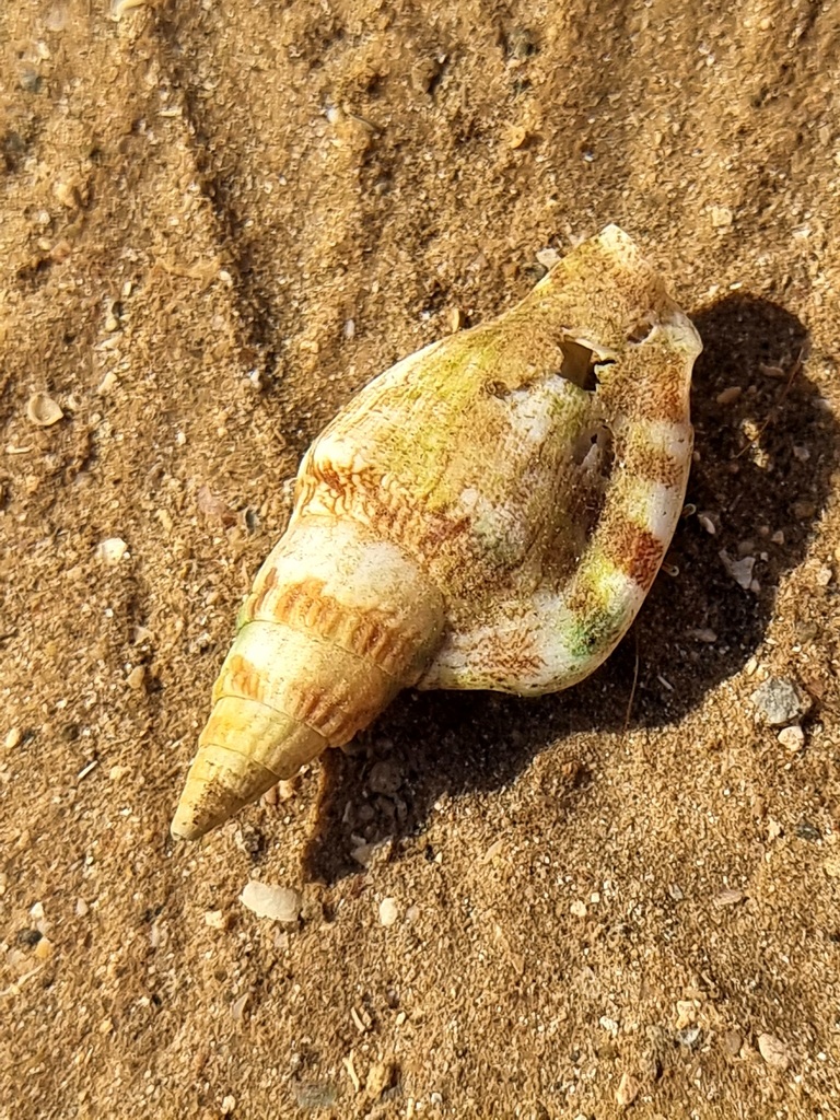 Campbell's Stromb from Port Hedland, WA, Australia on August 21, 2023 ...
