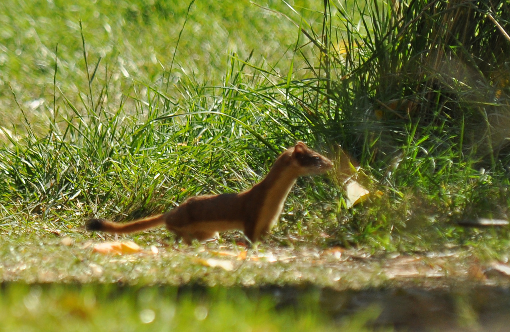Long-tailed Weasel from Davis County, UT, USA on October 14, 2014 at 12 ...