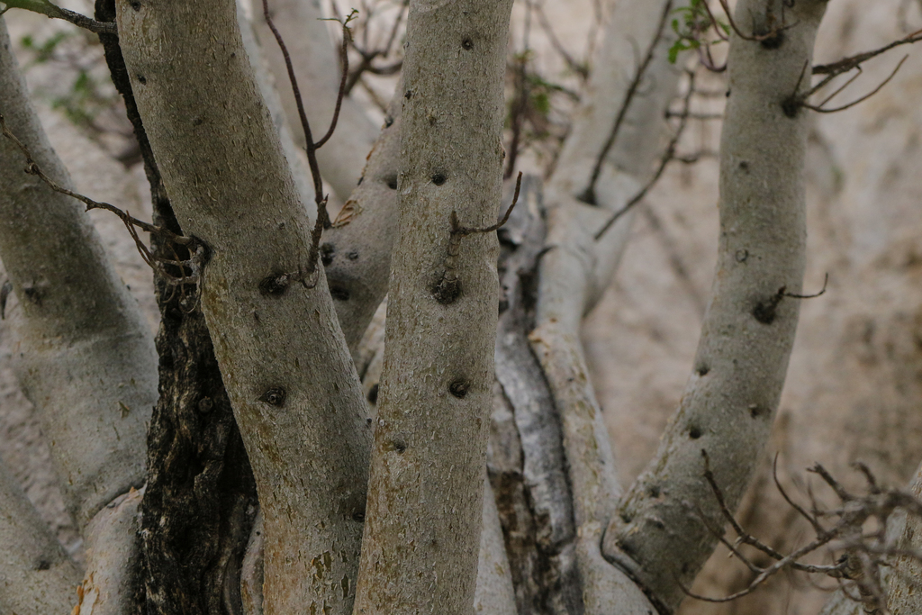 elephant tree from 85356, Wellton, AZ, US on February 09, 2019 at 09:06 ...