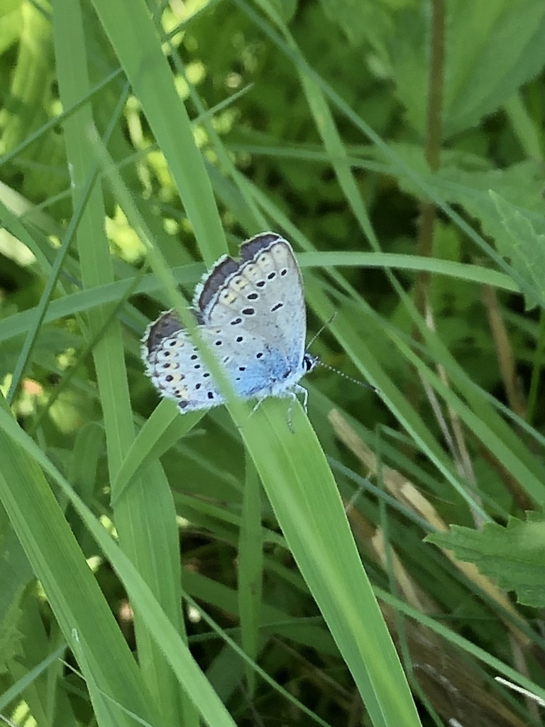 Reverdin's Blue from Naturpark Bayerische Rhön, Stockheim, Bayern, DE ...