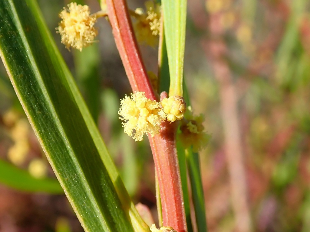 Hop wattle from Near Kranshoek, Plettenberg Bay on August 18, 2023 at ...