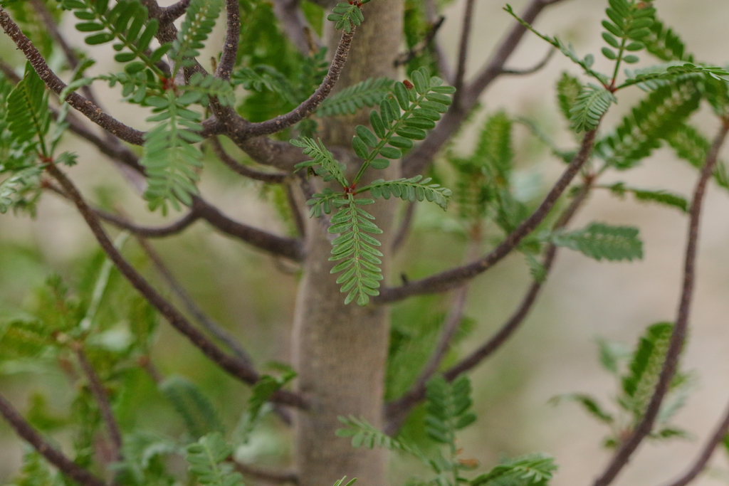 elephant tree from 85356, Wellton, AZ, US on February 09, 2019 at 09:23 ...