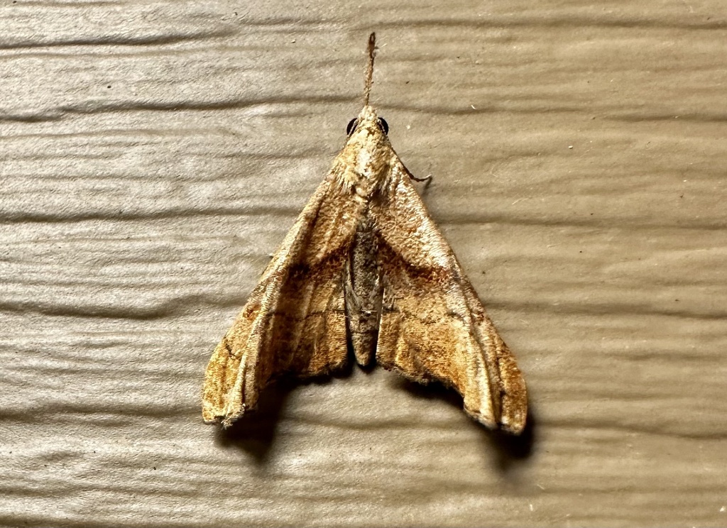 Dark-spotted Palthis Moth from Spencer Lake Rd, Medina, OH, US on ...