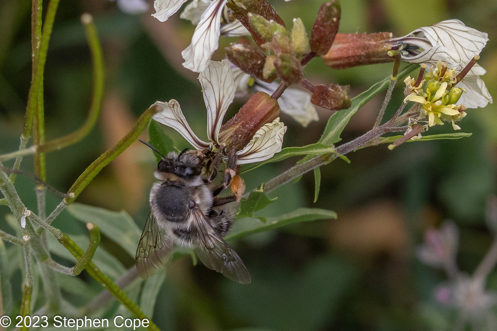 Common Digger Bees from oria andalucia spain on March 26, 2021 at 03:18 ...