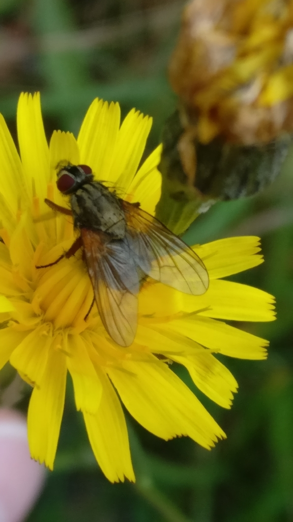Phaonia angelicae in August 2023 by grus · iNaturalist