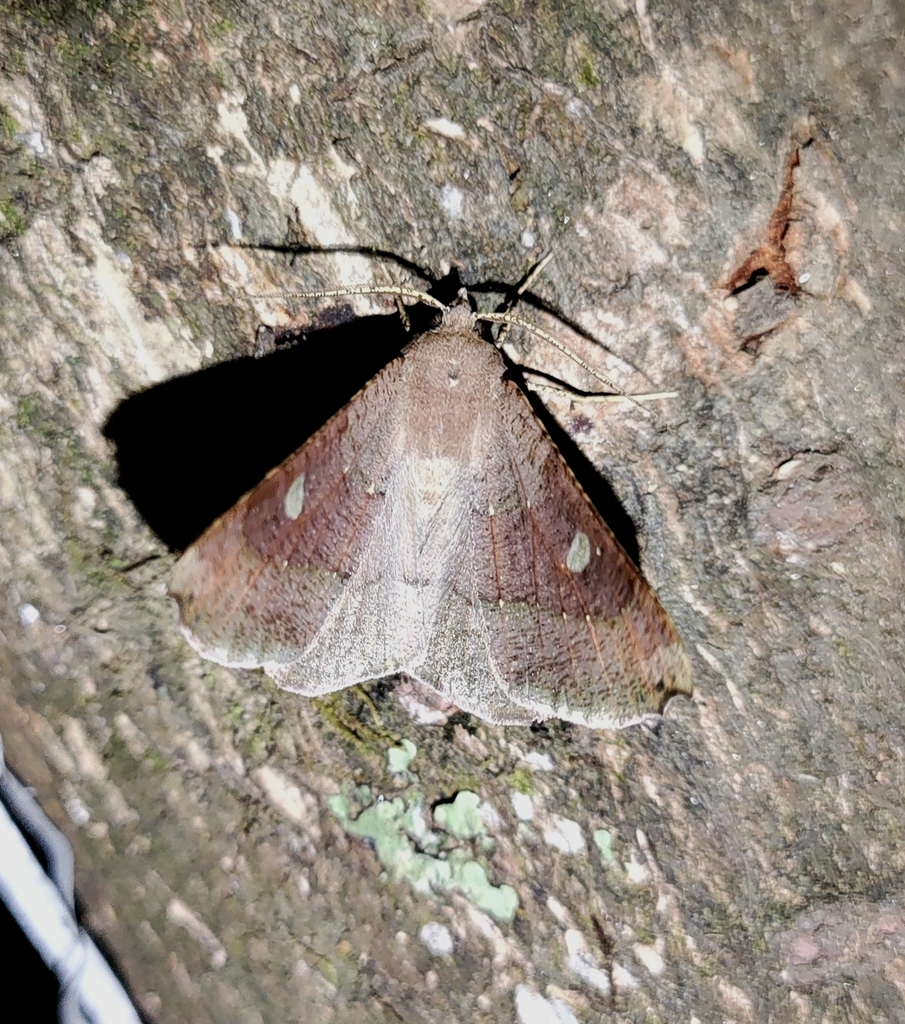 Geometer Moths from Darjiling, IN-WB, IN on August 18, 2023 at 09:27 PM ...