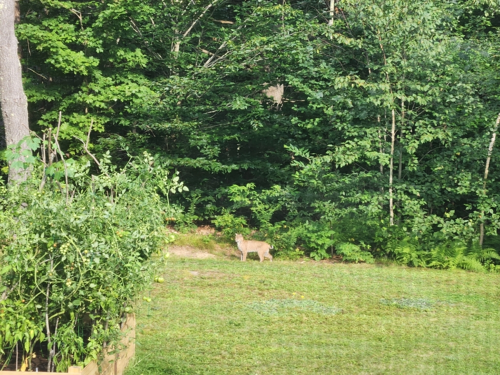 Bobcat from Gardner, MA, USA on August 21, 2023 at 08:55 AM by Barbara ...