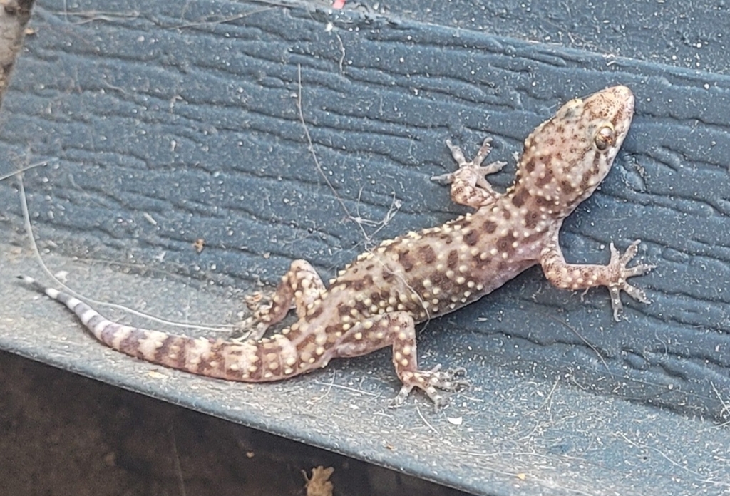 Mediterranean House Gecko from Watauga, TX, USA on August 21, 2023 at ...