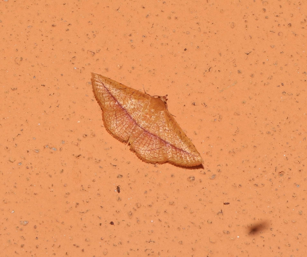 Striglina scitaria from Oros on August 14, 2021 at 11:05 PM by Sachin ...