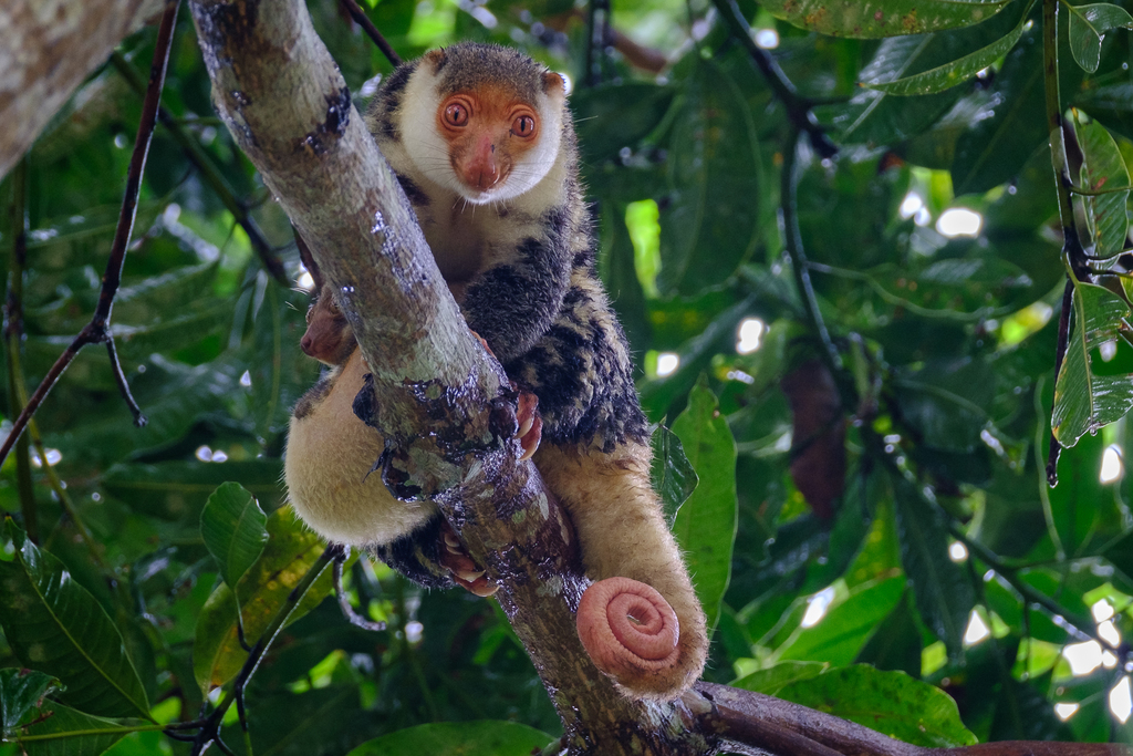 Waigeo Spotted Cuscus in February 2019 by Susan Myers. Female with ...