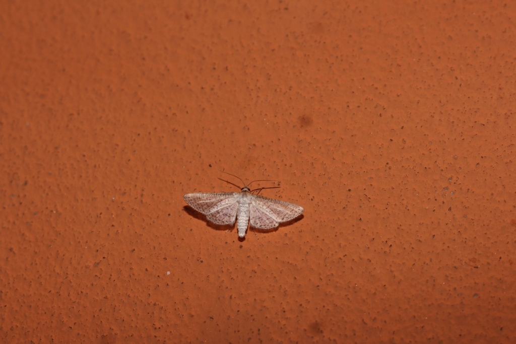 Window-winged Moths from Oros on June 16, 2022 at 08:57 PM by Sachin ...