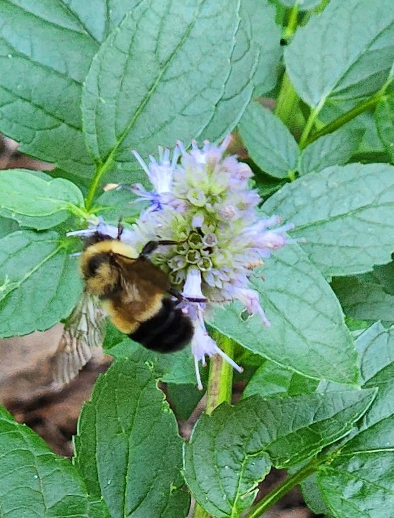 Rusty-patched Bumble Bee in August 2023 by Nick F. On Agastache ...