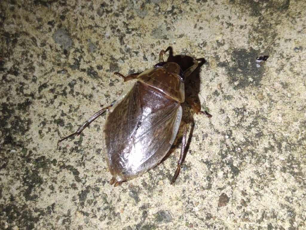 Diplonychus in August 2023 by 九天 · iNaturalist