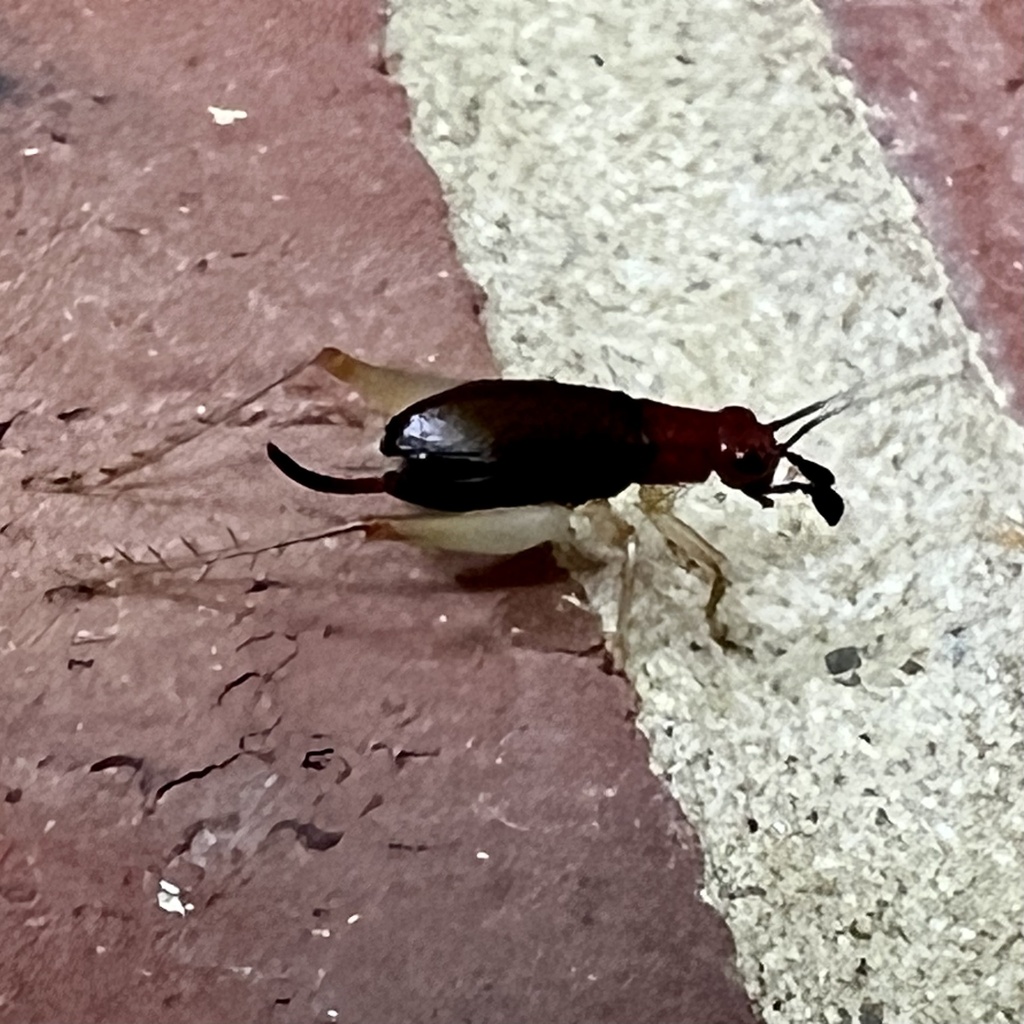 Red-headed Bush Cricket from Holly Dr N, Annapolis, MD, US on August 21 ...