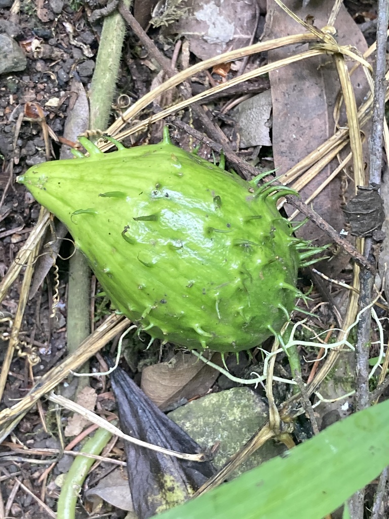 coastal manroot from Mount Tamalpais State Park, Muir Beach, CA, US on ...