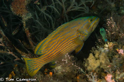 Harlequin Hind (Cephalopholis polleni) · iNaturalist