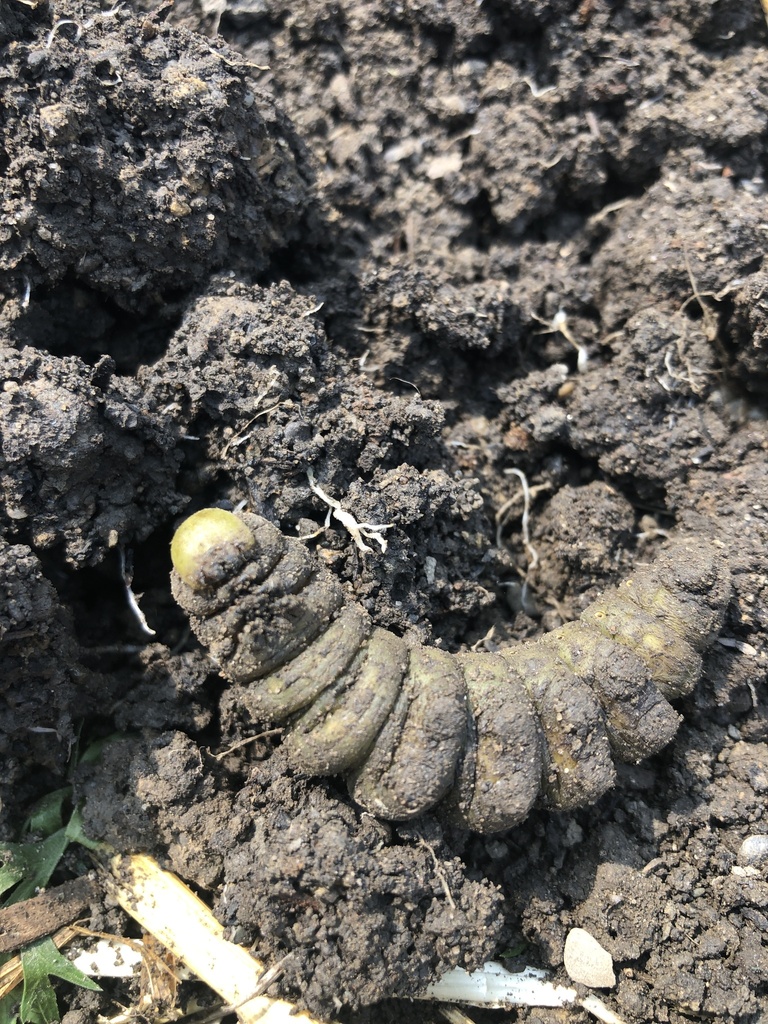 Butterflies and Moths from Cuyahoga Valley National Park, Peninsula, OH ...