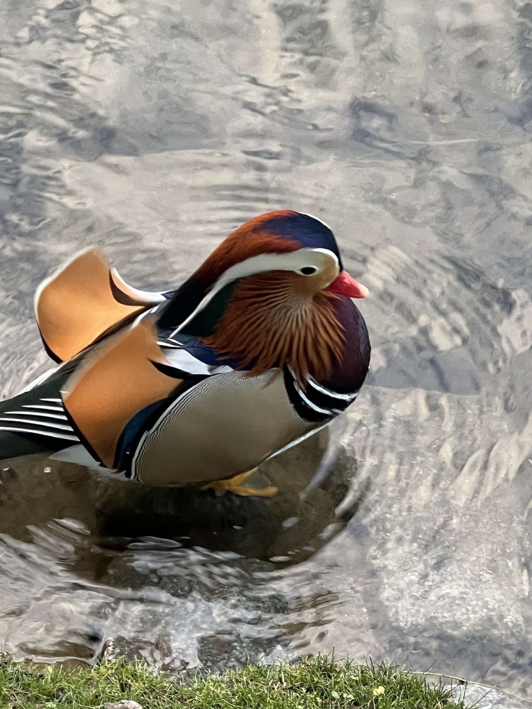 Mandarin Duck from Lago de Regatas, Buenos Aires, Buenos Aires, AR on ...