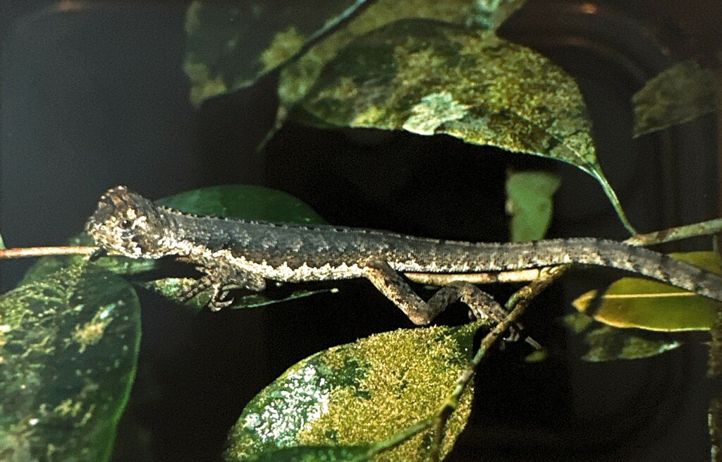 Diving Lizard from Manaus - State of Amazonas, Brazil on July 4, 2003 ...