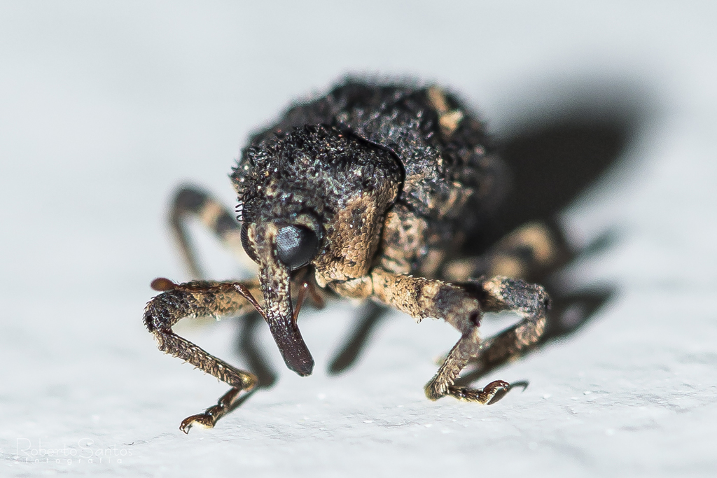 True Weevils from Cidade Industrial II, Londrina - PR, Brasil on ...