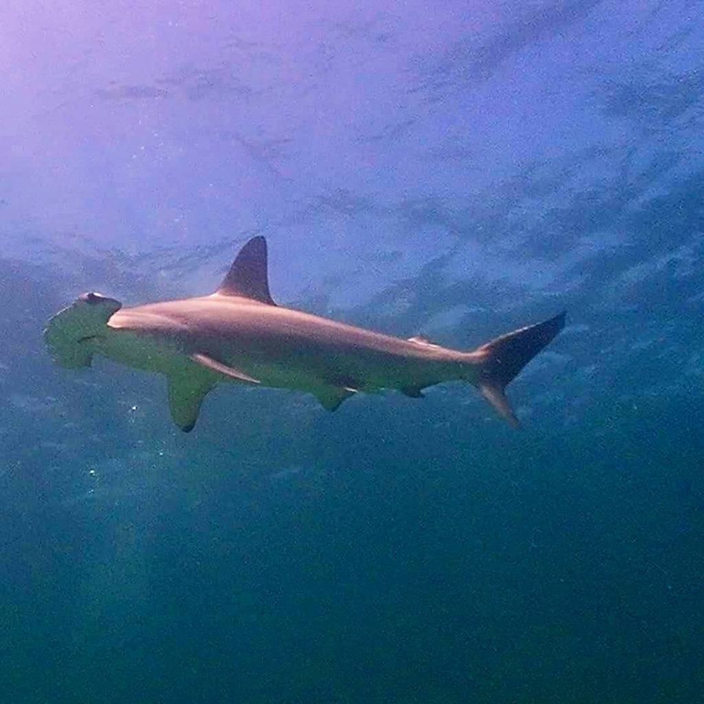 Scalloped Hammerhead in January 2019 by Gareth Barber · iNaturalist