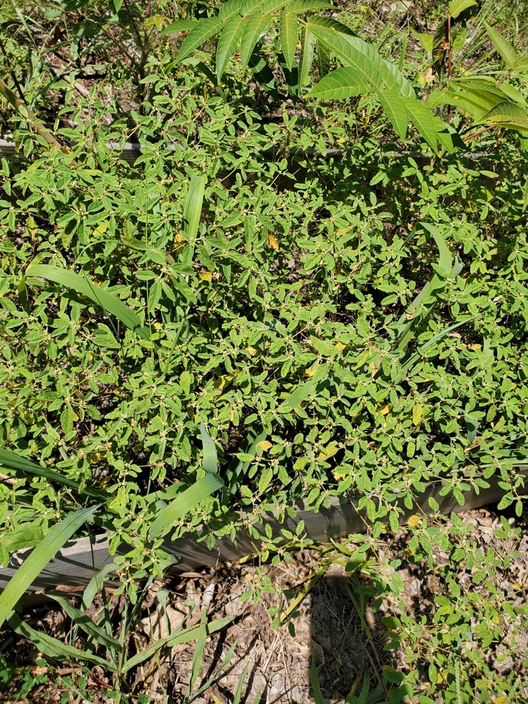 Prairie Tea from Mt. Juliet, TN 37122, USA on August 21, 2023 at 01:07 ...