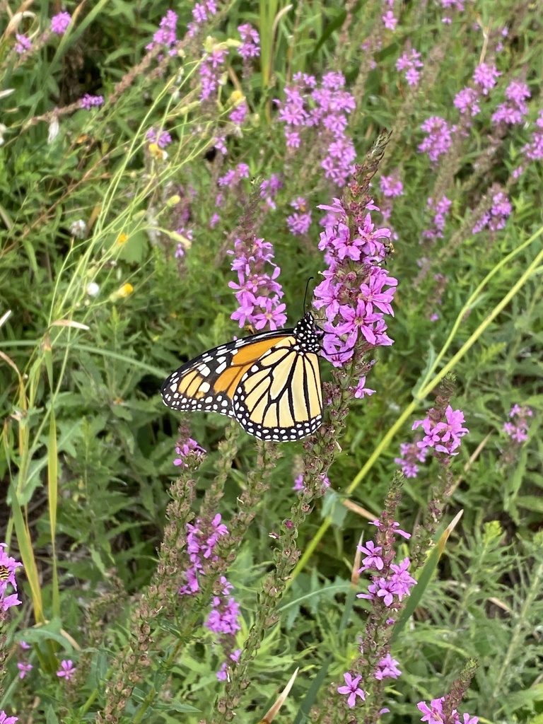 Monarch from Brooklyn Park, MN, US on August 21, 2023 at 01:04 PM by ...