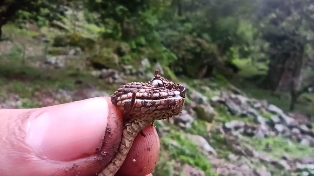 Emerald Horned Pitviper from 91374 Ver., México on August 21, 2023 at ...