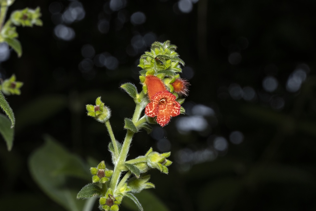 spiked kohleria from Arenal Volcano National Park, San Carlos, Alajuela ...