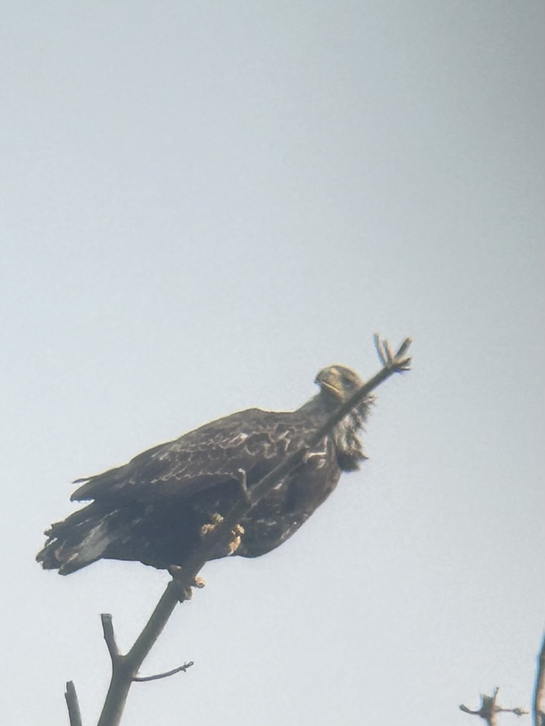 Bald Eagle from Kingfisher Ln, Cleveland, WI, US on August 21, 2023 at ...
