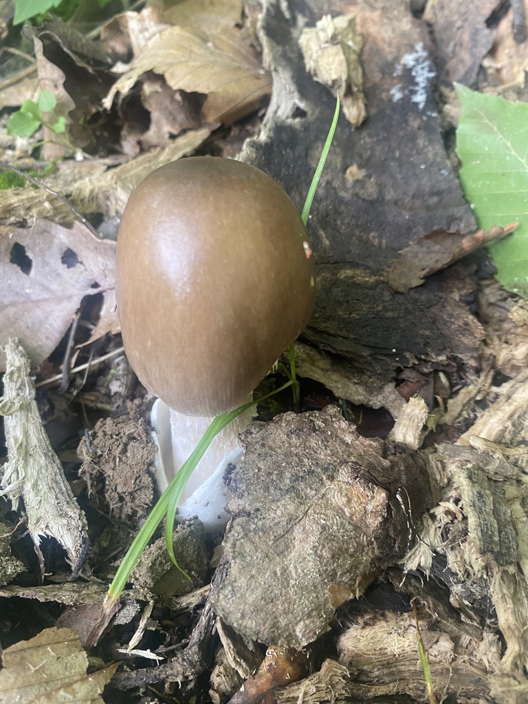 Hated Caesar from Ogle Lake, Nashville, IN, US on August 19, 2023 at 11 ...