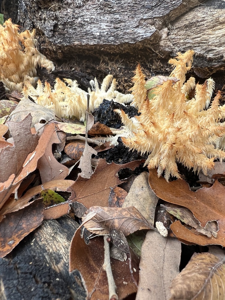 Coral tooth fungus from Fort Worth Nature Center & Refuge, Fort Worth ...