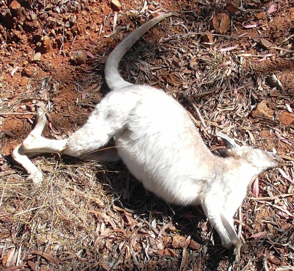 Common Wallaroo from Watsonville QLD 4887, Australia on August 20, 2023 ...