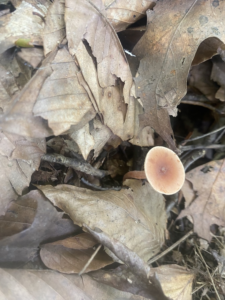 Curry Milkcap from Brown County State Park, Nashville, IN, US on August ...