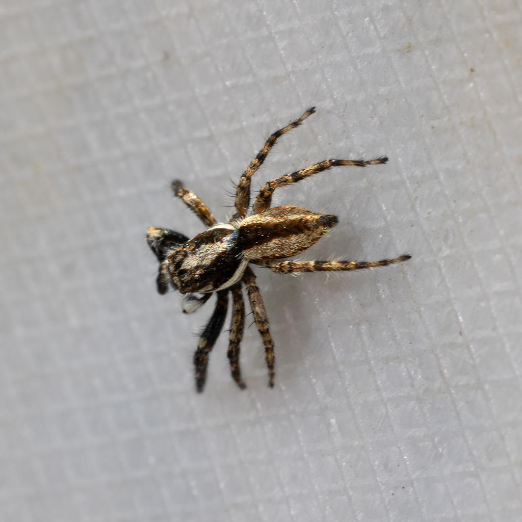 Gray Wall Jumping Spider from La Huerta, Jal., Mexico on August 8, 2023 ...