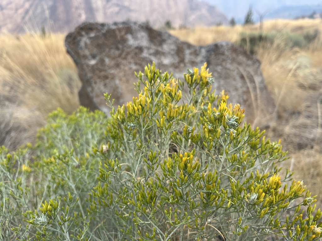 Rubber Rabbitbrush from Smith Rock State Park, Terrebonne, OR, US on ...