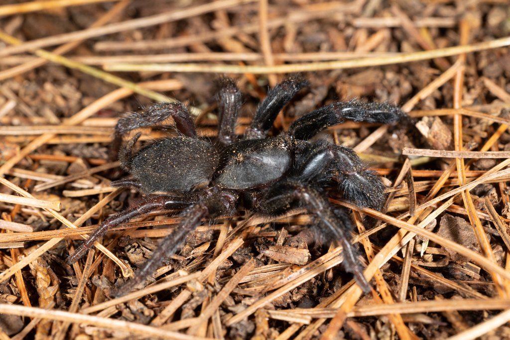 Zorocrates from Minatitlán Municipality, Colima, Mexico on August 11 ...