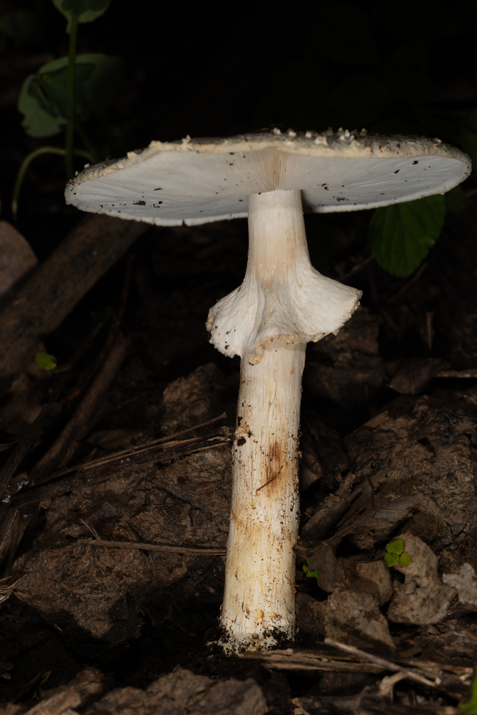 Freckled Dapperling from Minatitlán Municipality, Colima, Mexico on ...